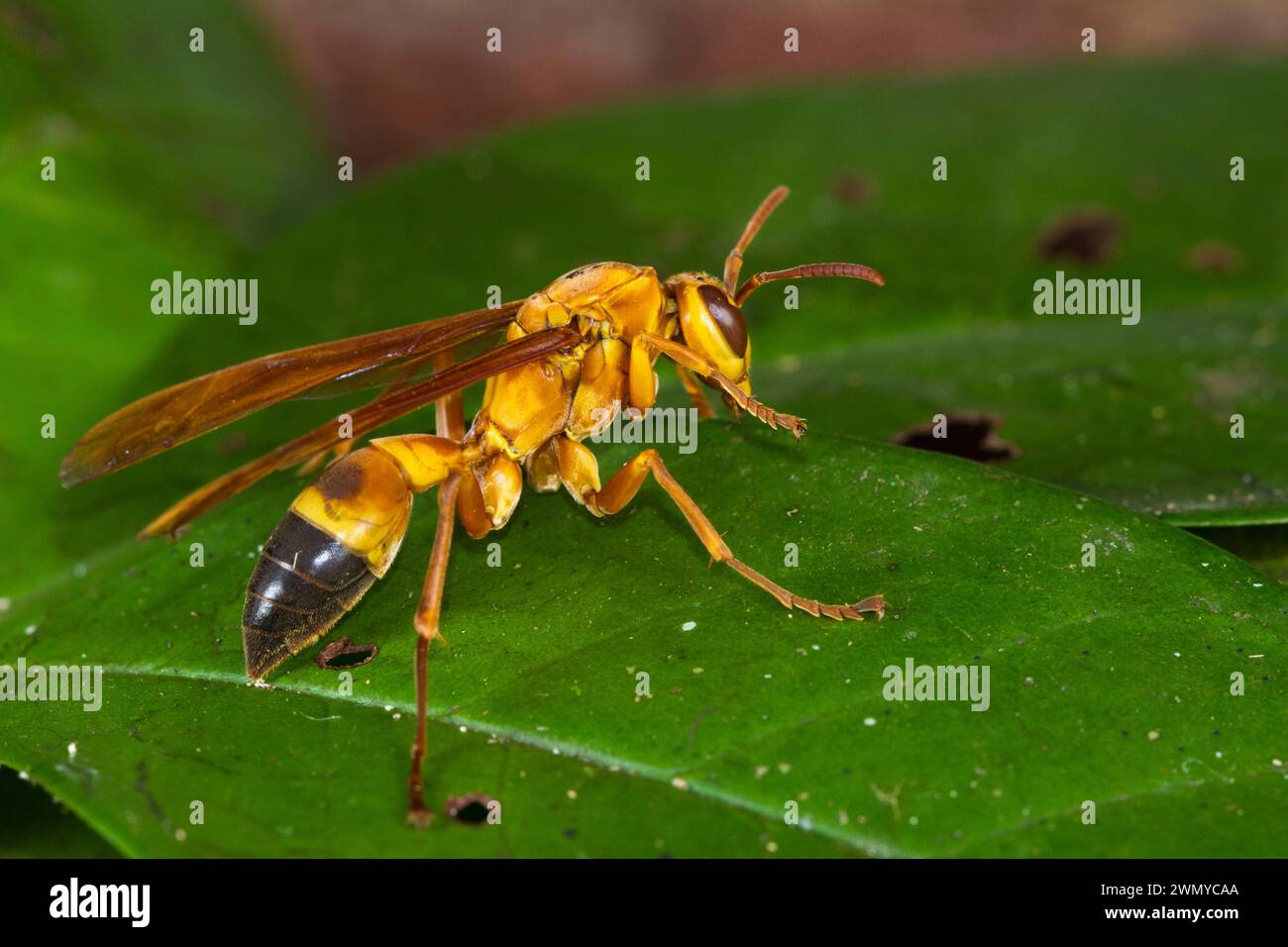 Amazon wasp hi-res stock photography and images - Alamy