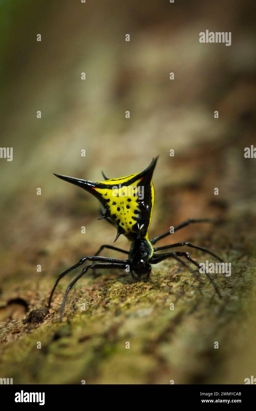 France, French Guiana, venom collection mission of the Venometech ...