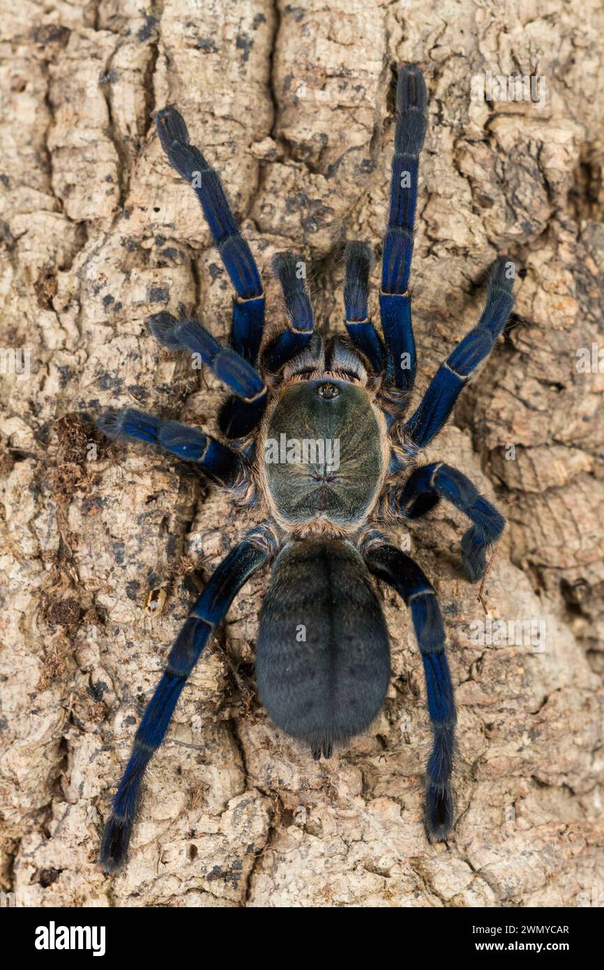 France, Charente, Angouleme, venoms from the Venometech laboratory ...