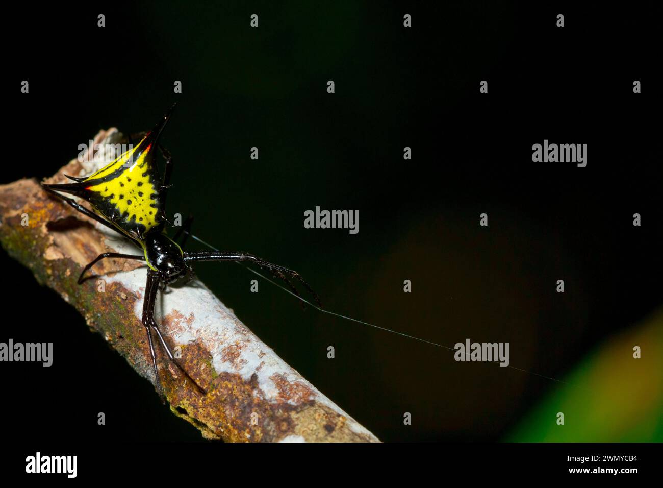 France, French Guiana, venom collection mission of the Venometech ...