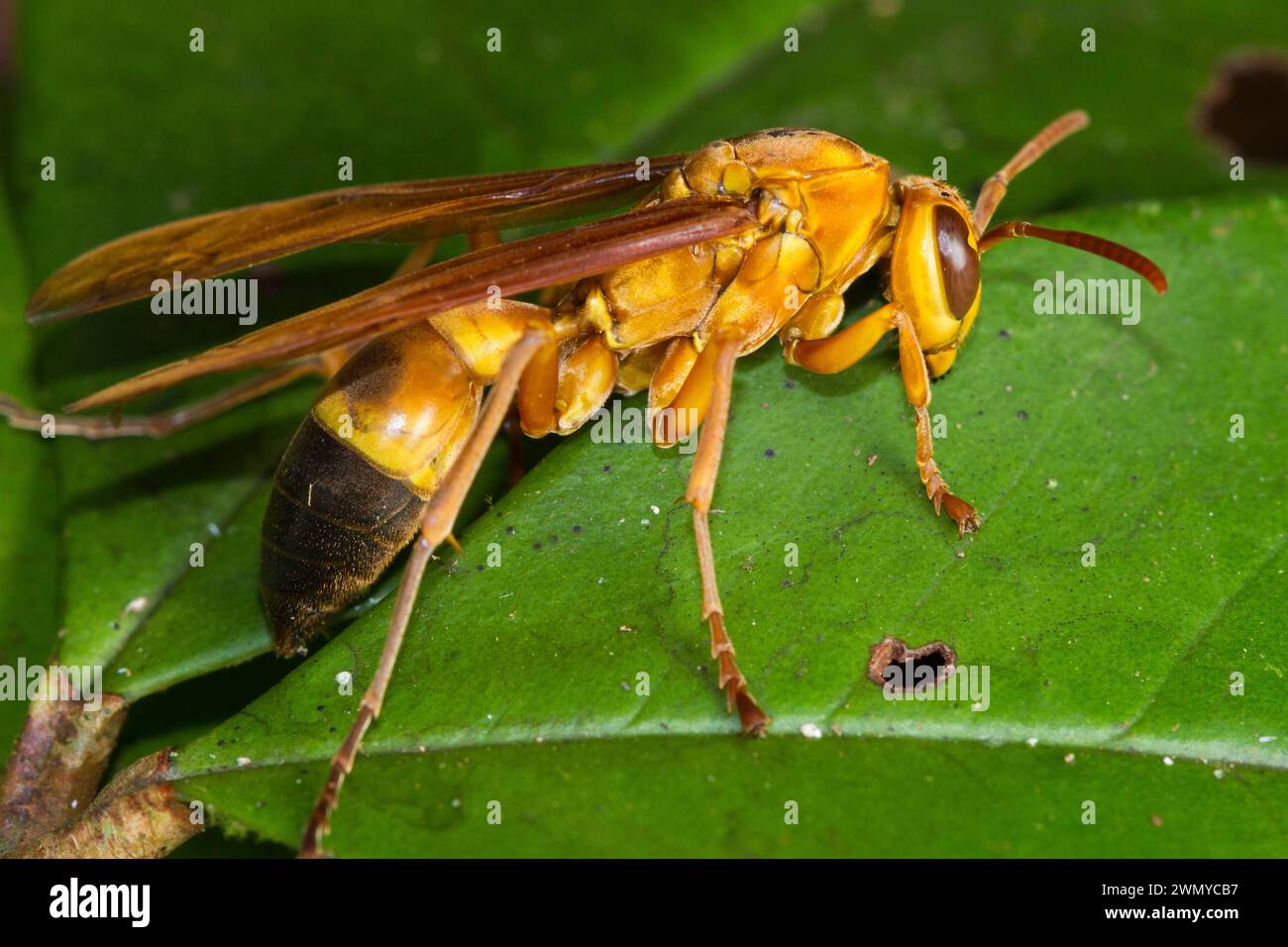 France, French Guiana, venom collection mission of the Venometech ...