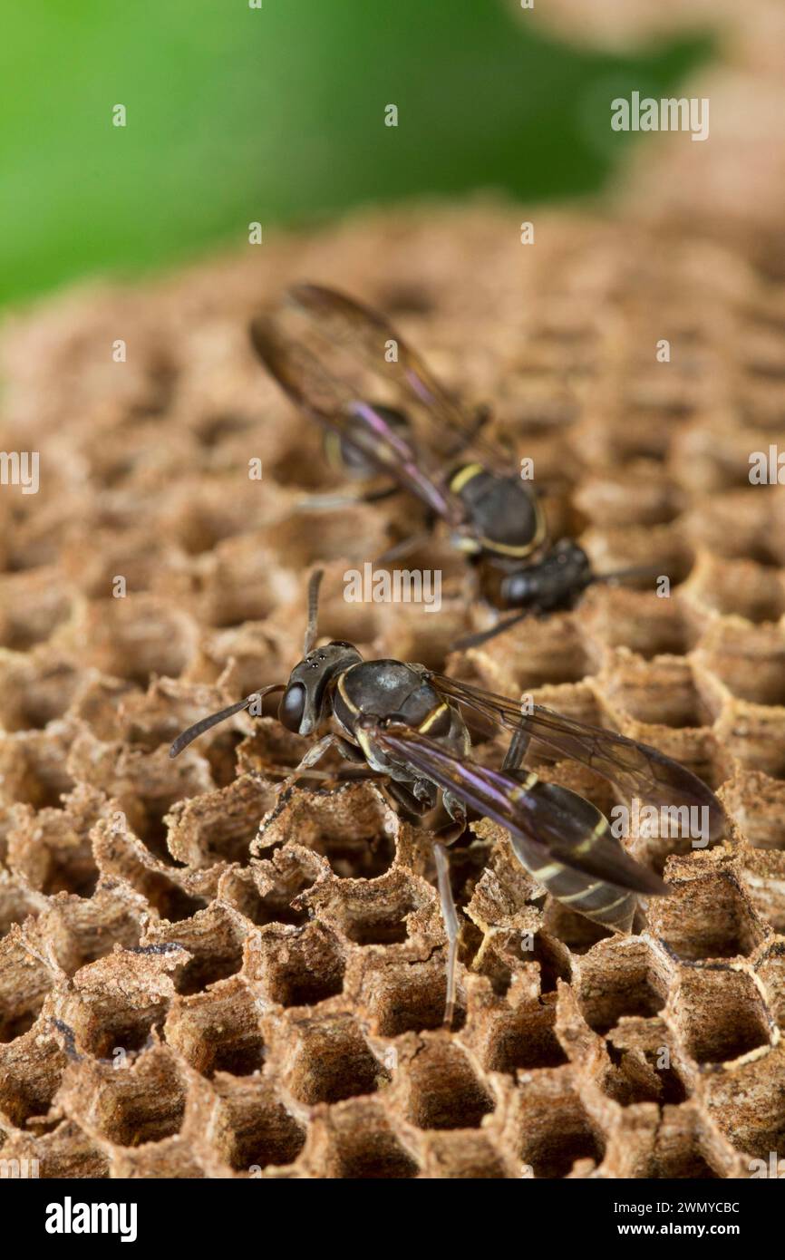 France, French Guiana, venom collection mission of the Venometech ...