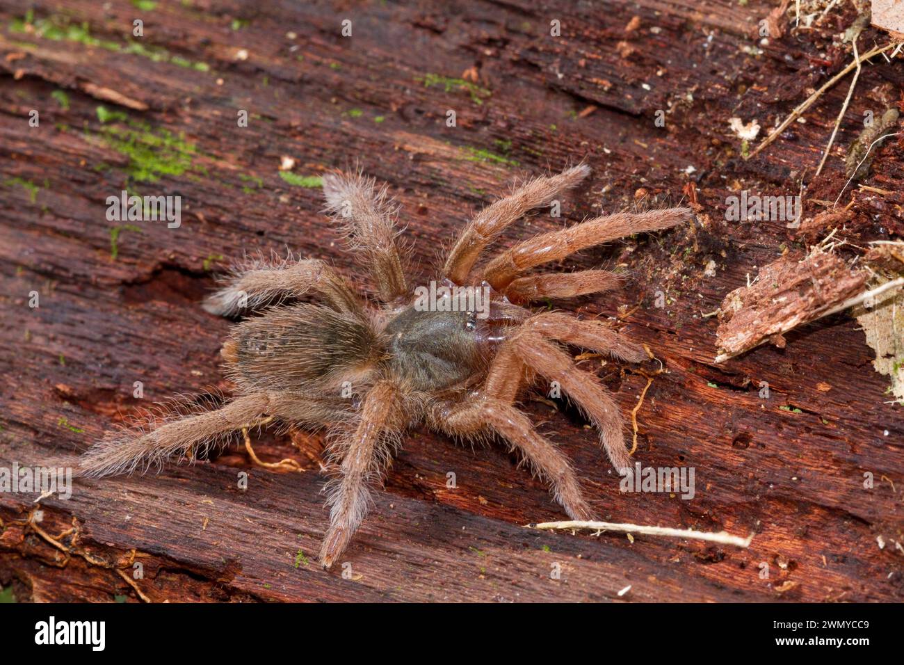 Amazon rainforest tarantula hi-res stock photography and images - Alamy