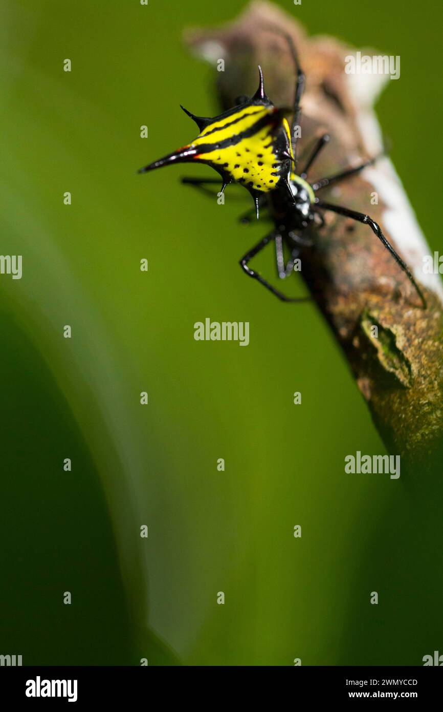 France, French Guiana, venom collection mission of the Venometech ...