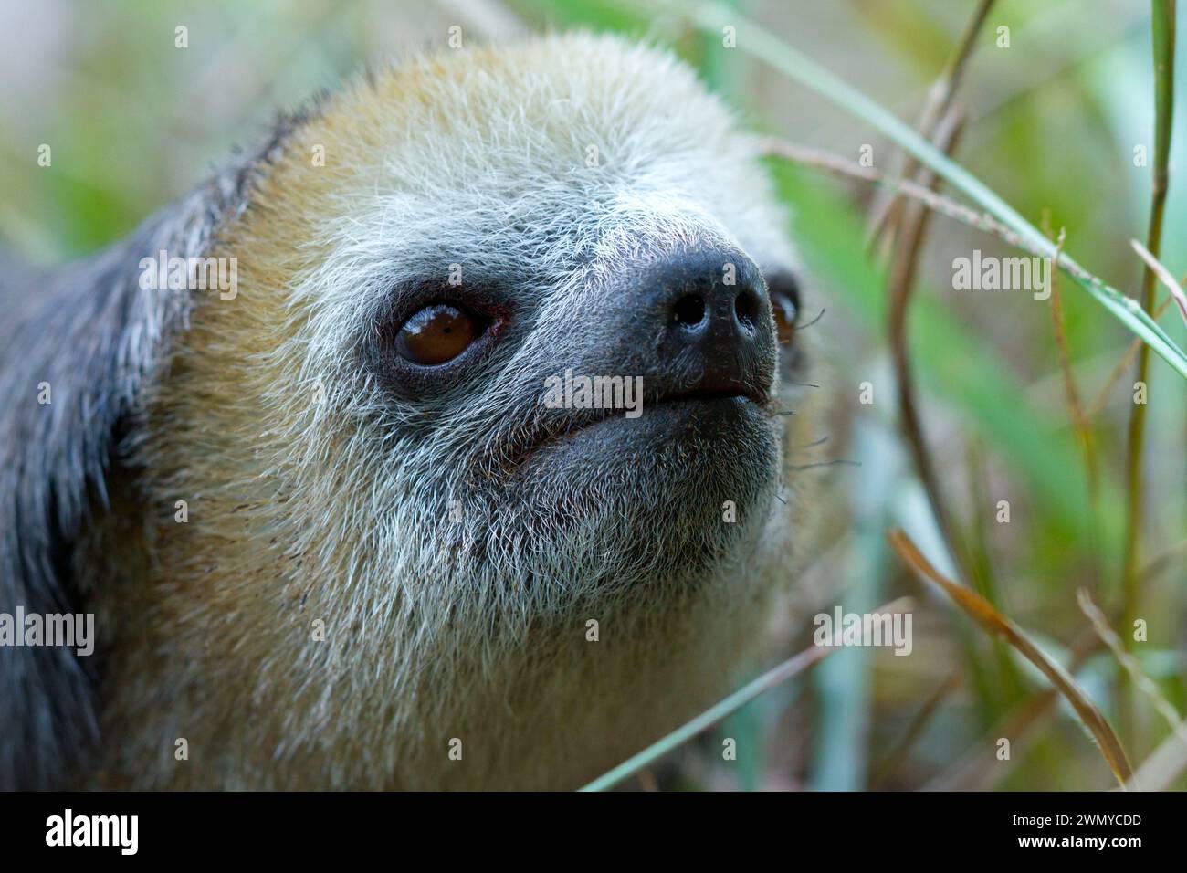 Pale throated three toed sloth hi-res stock photography and images - Alamy