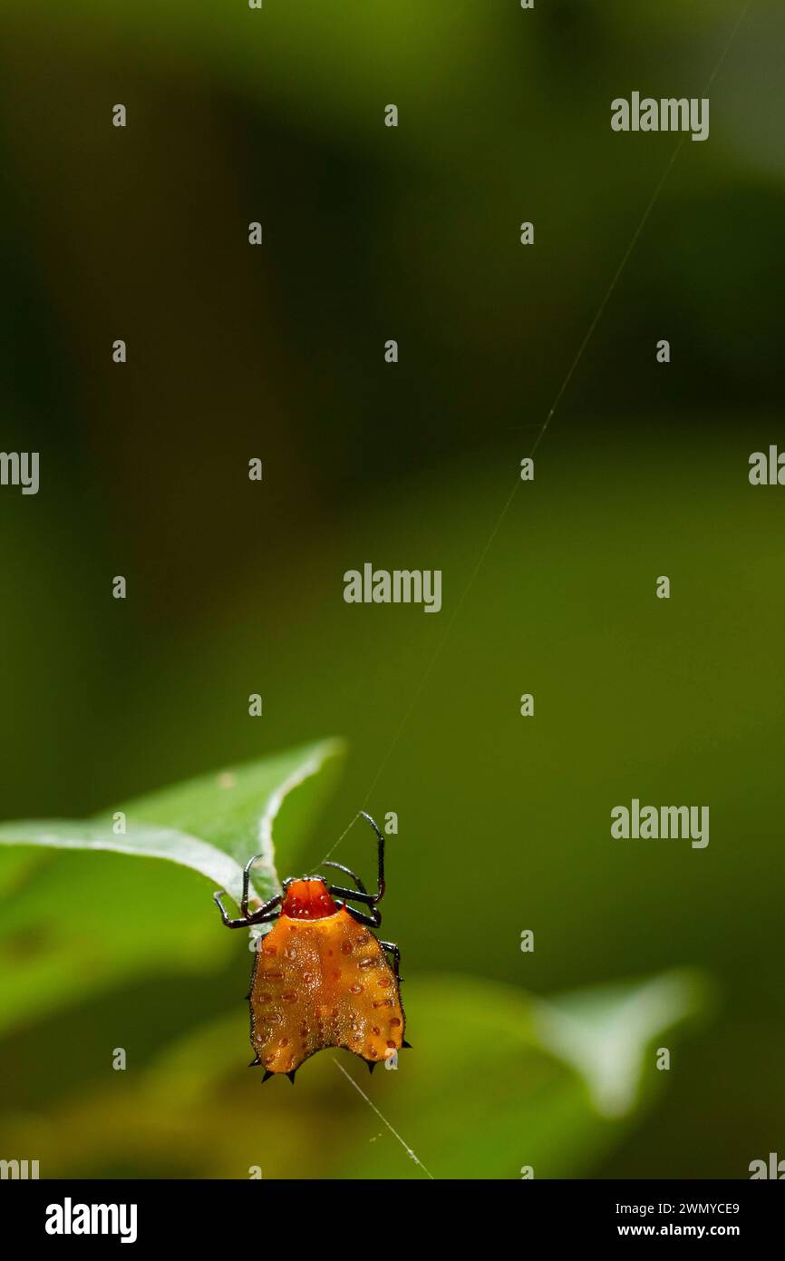 France, French Guiana, venom collection mission of the Venometech ...