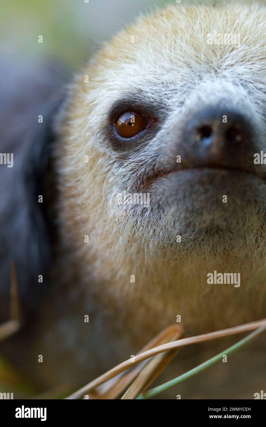 Pale throated three toed sloth hi-res stock photography and images - Alamy