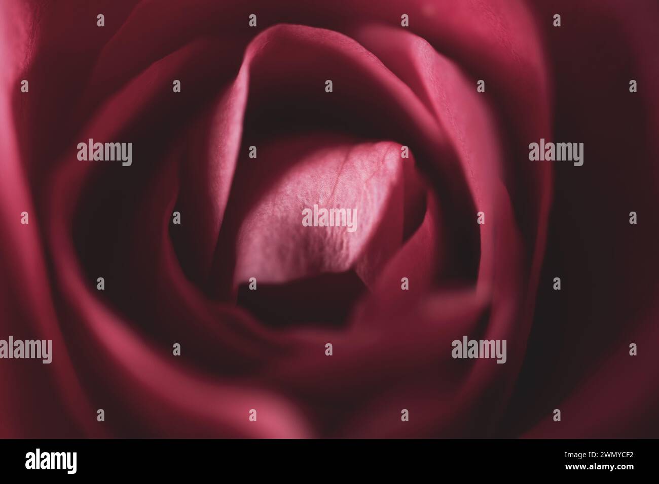 Soft red flower hi-res stock photography and images - Alamy