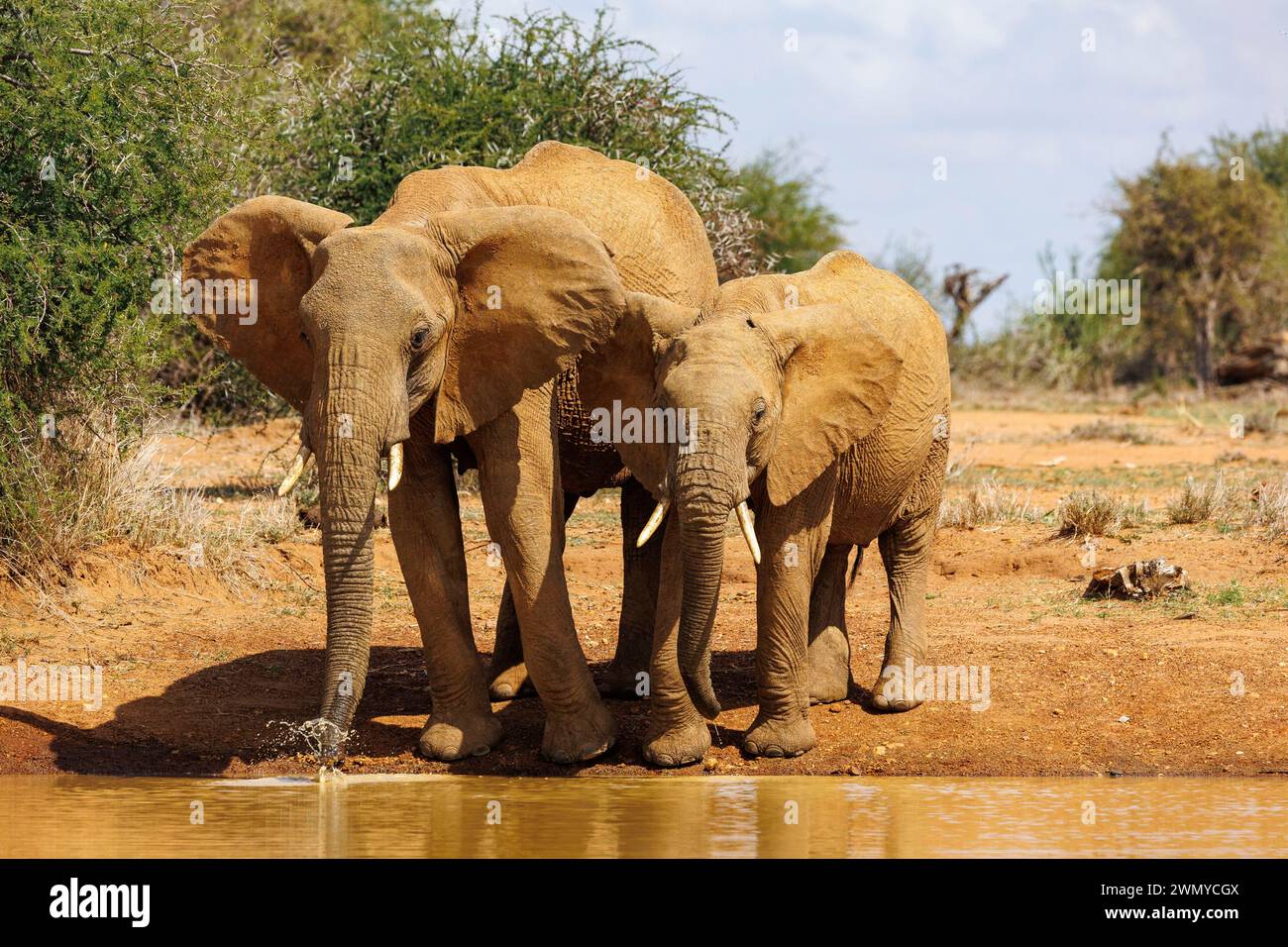 Kenya, Laikipia County, dry shrubby savannah, African Savanna Elephant ...