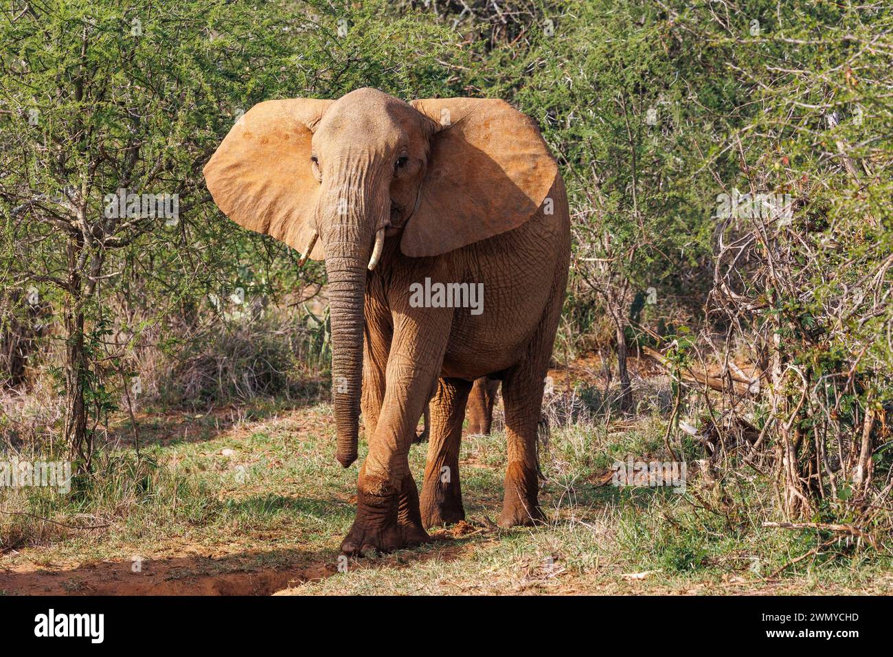 Kenya, Laikipia County, dry shrubby savannah, African Savanna Elephant ...