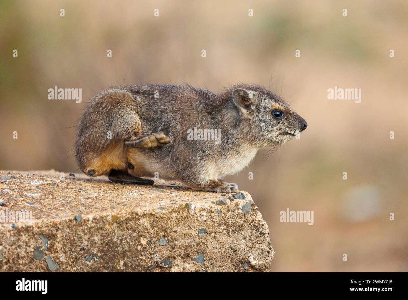 Kenya, Laikipia County, dry shrub savanna, Rock Daman (Procavia ...