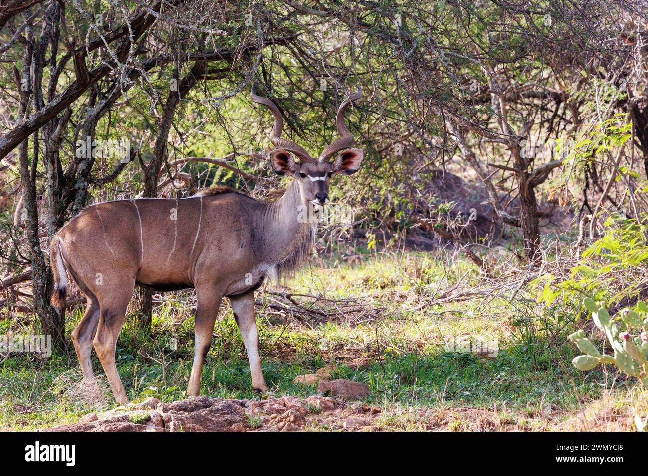 Kenya, Laïkipia County, dry shrub savannah, Greater kudu (Tragelaphus ...