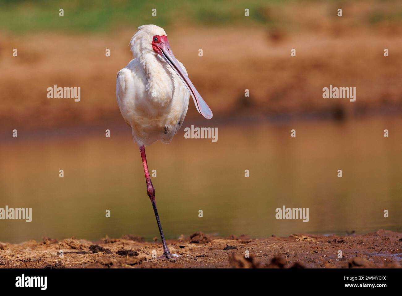 Kenya, Laikipia County, dry shrubby savannah, African Spoonbill ...