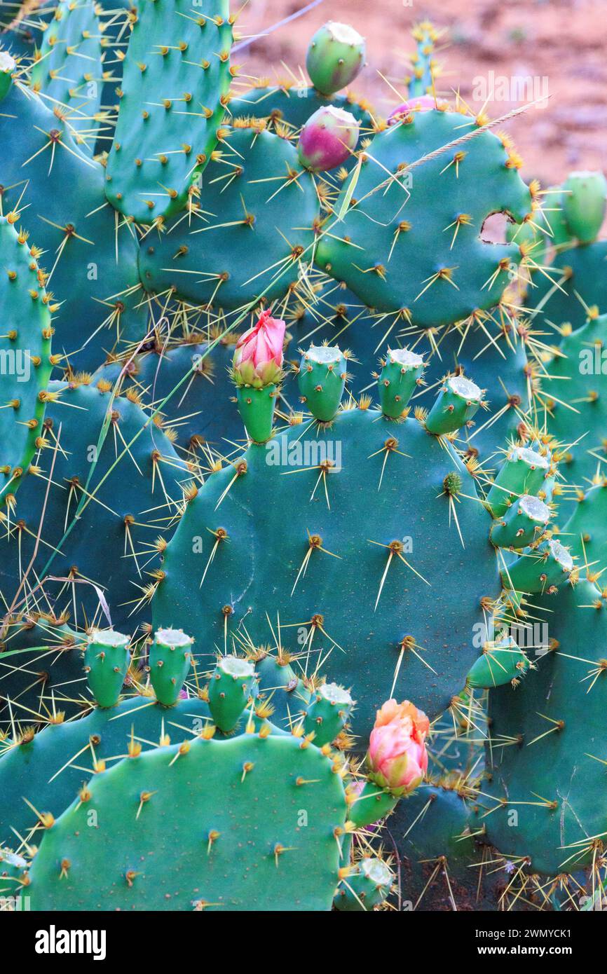 Kenya, County of Laikipia, dry shrubby savannah, Opuntia, cactus ...