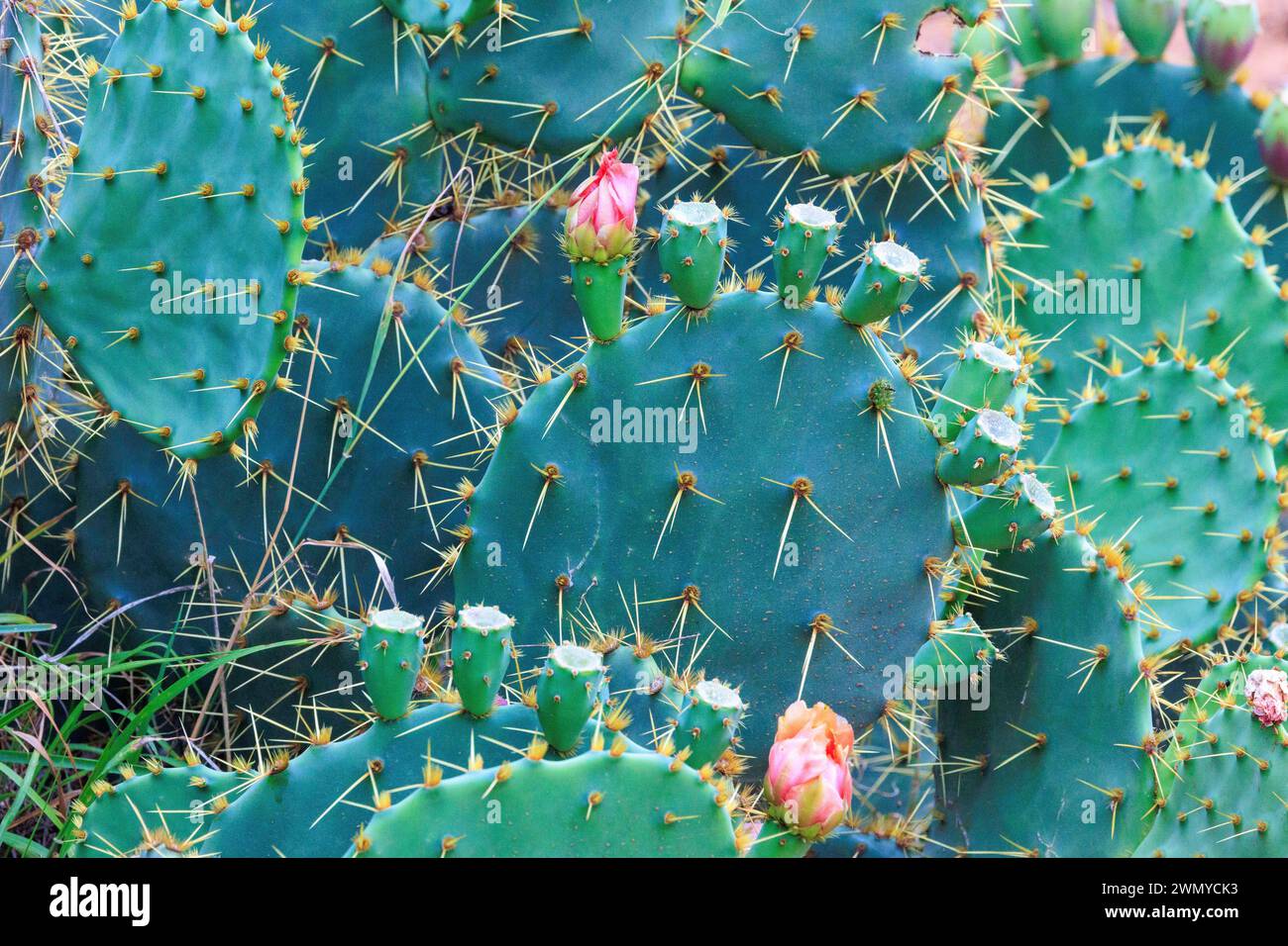 Kenya, County of Laikipia, dry shrubby savannah, Opuntia, cactus ...