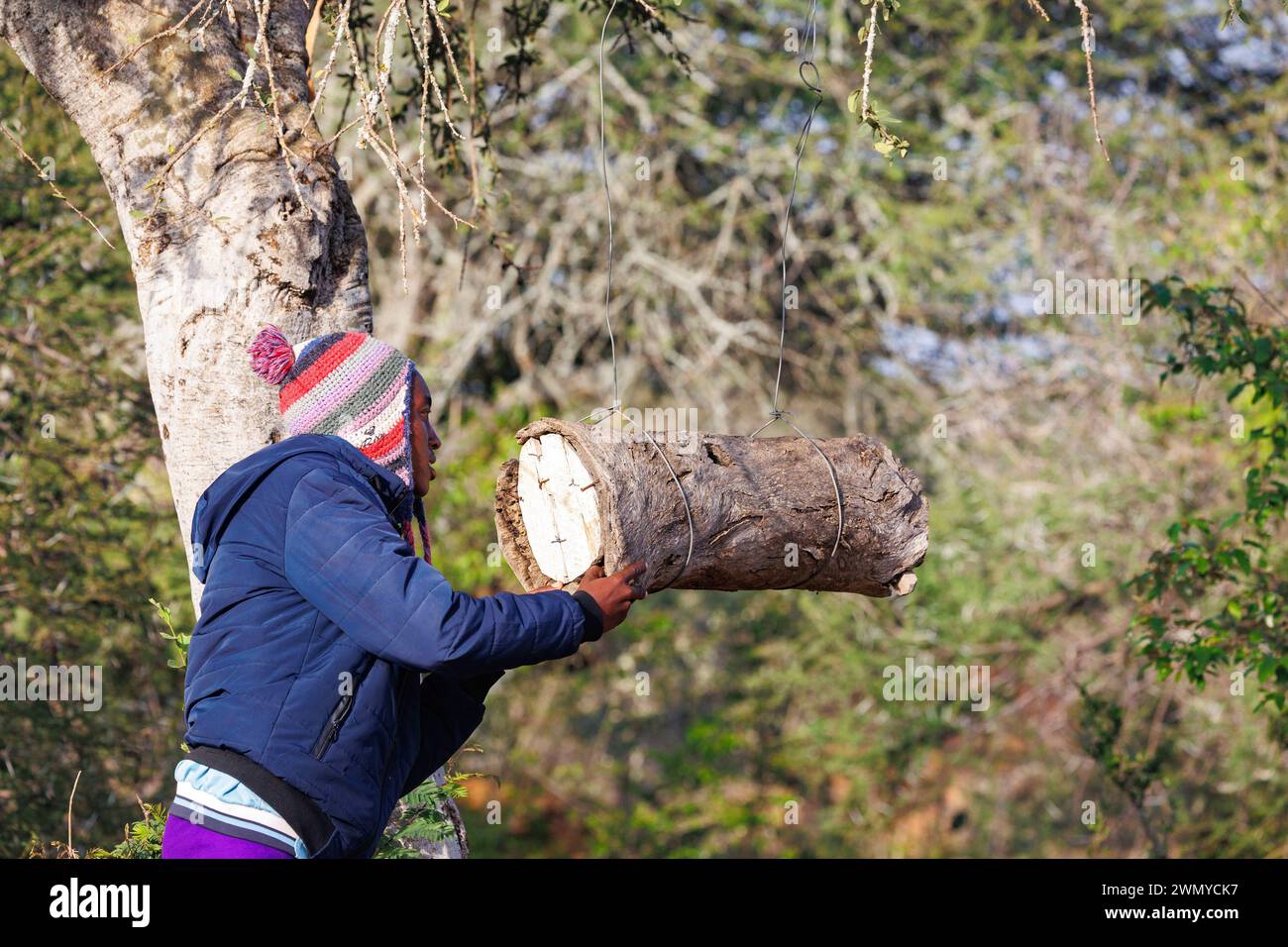 Kenya, Laïkipia County, dry shrub savannah, apiary, hollow tree trunk ...