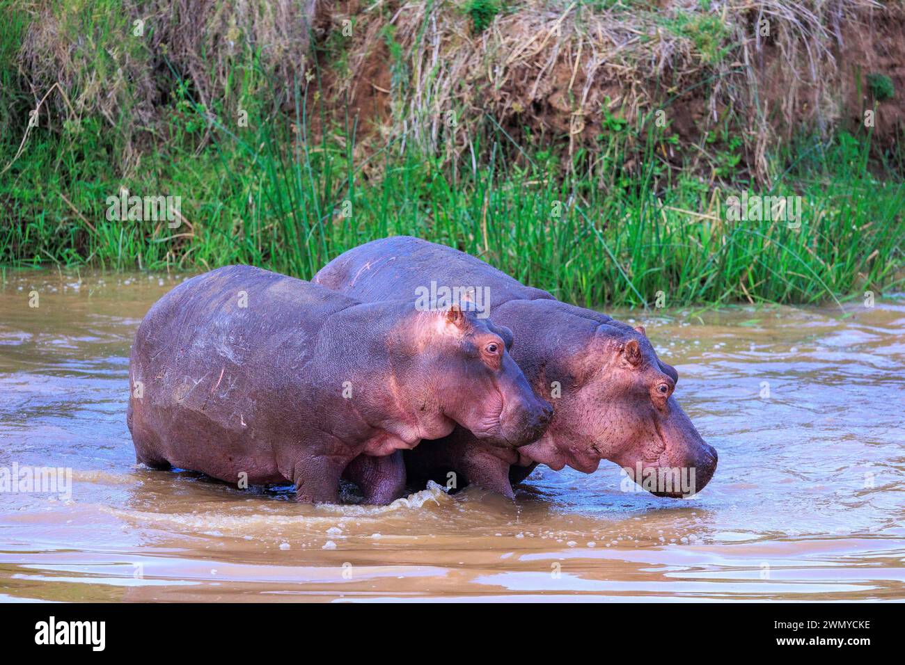 Kenya, Laikipia County, dry shrubby savannah, Common hippopotamus or ...