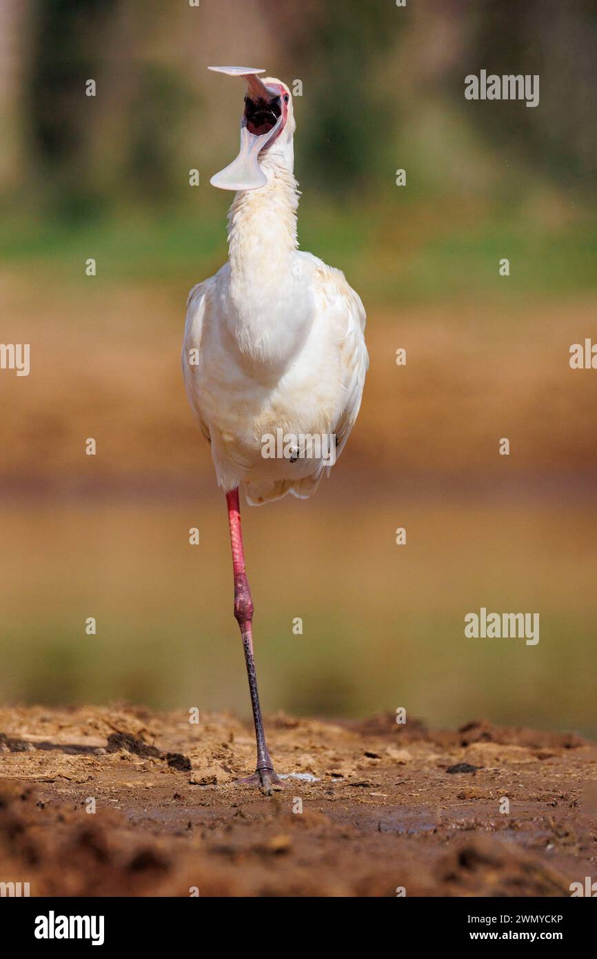 Kenya, Laikipia County, dry shrubby savannah, African Spoonbill ...