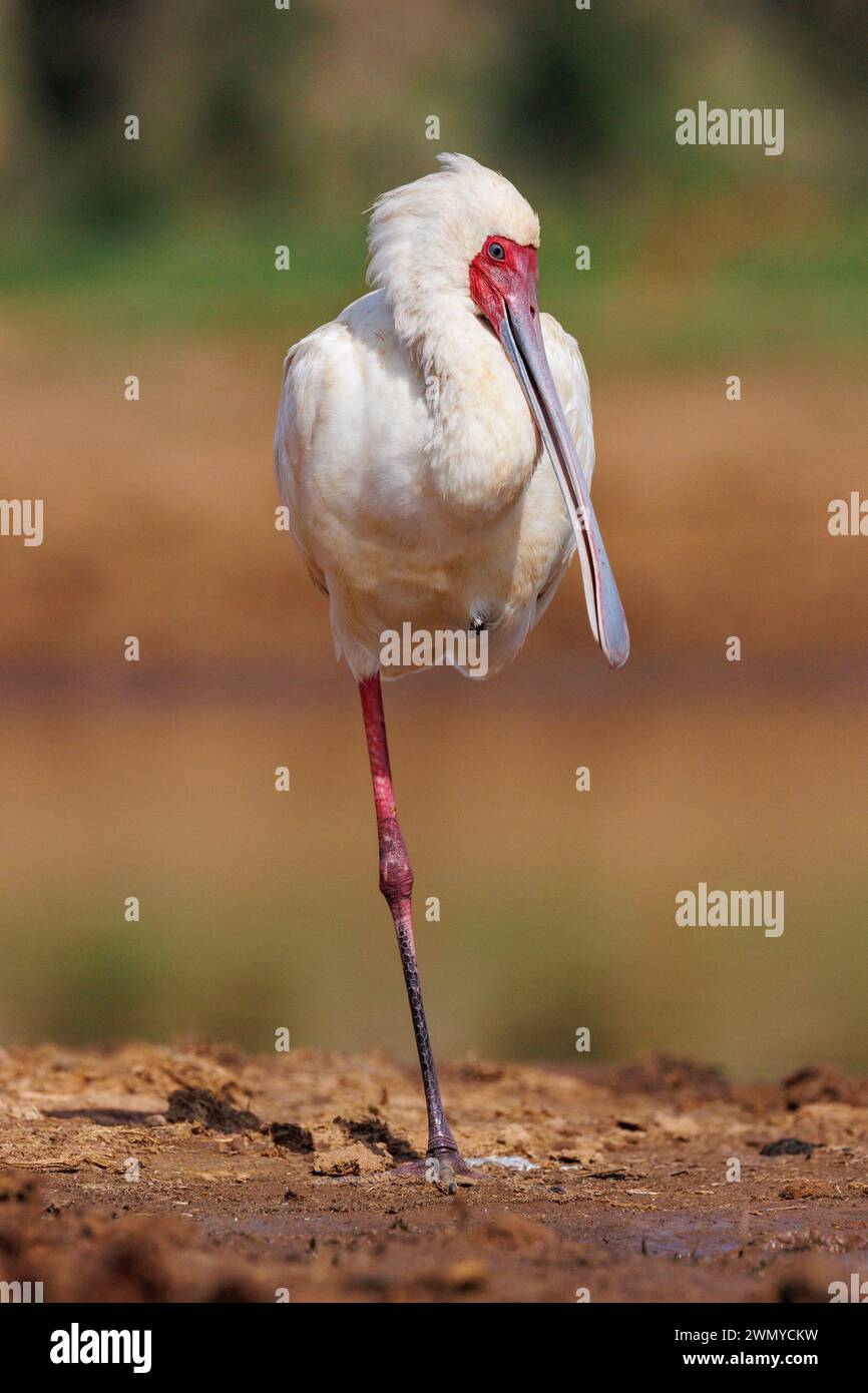 Kenya, Laikipia County, dry shrubby savannah, African Spoonbill ...