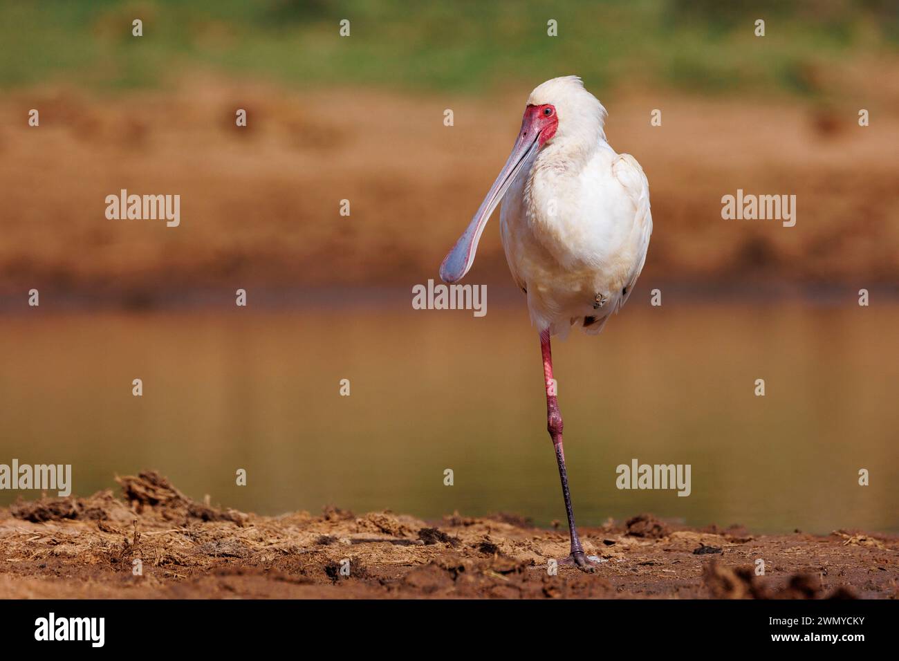 Kenya, Laikipia County, dry shrubby savannah, African Spoonbill ...