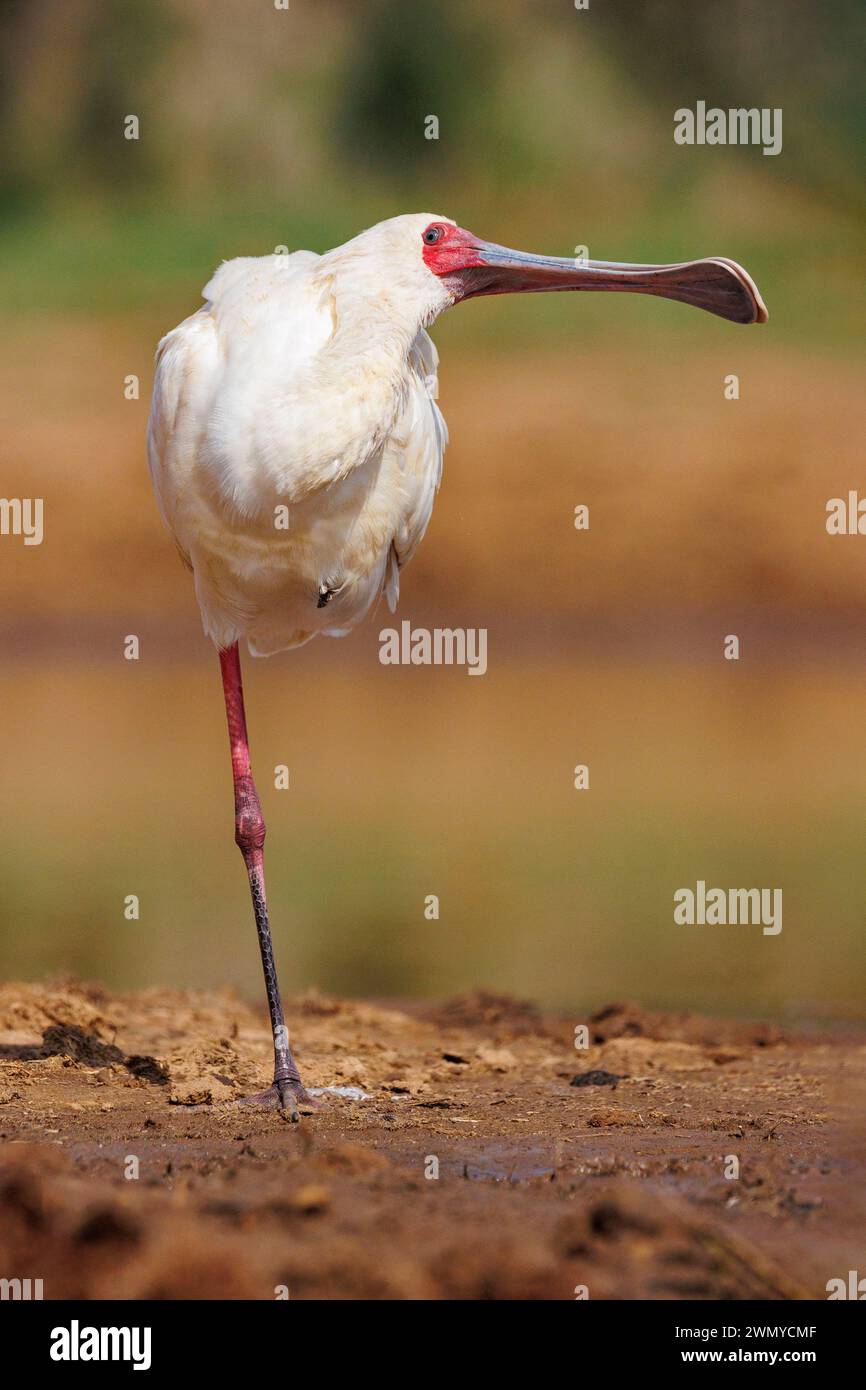 African spoonbill resting outdoors hi-res stock photography and images ...