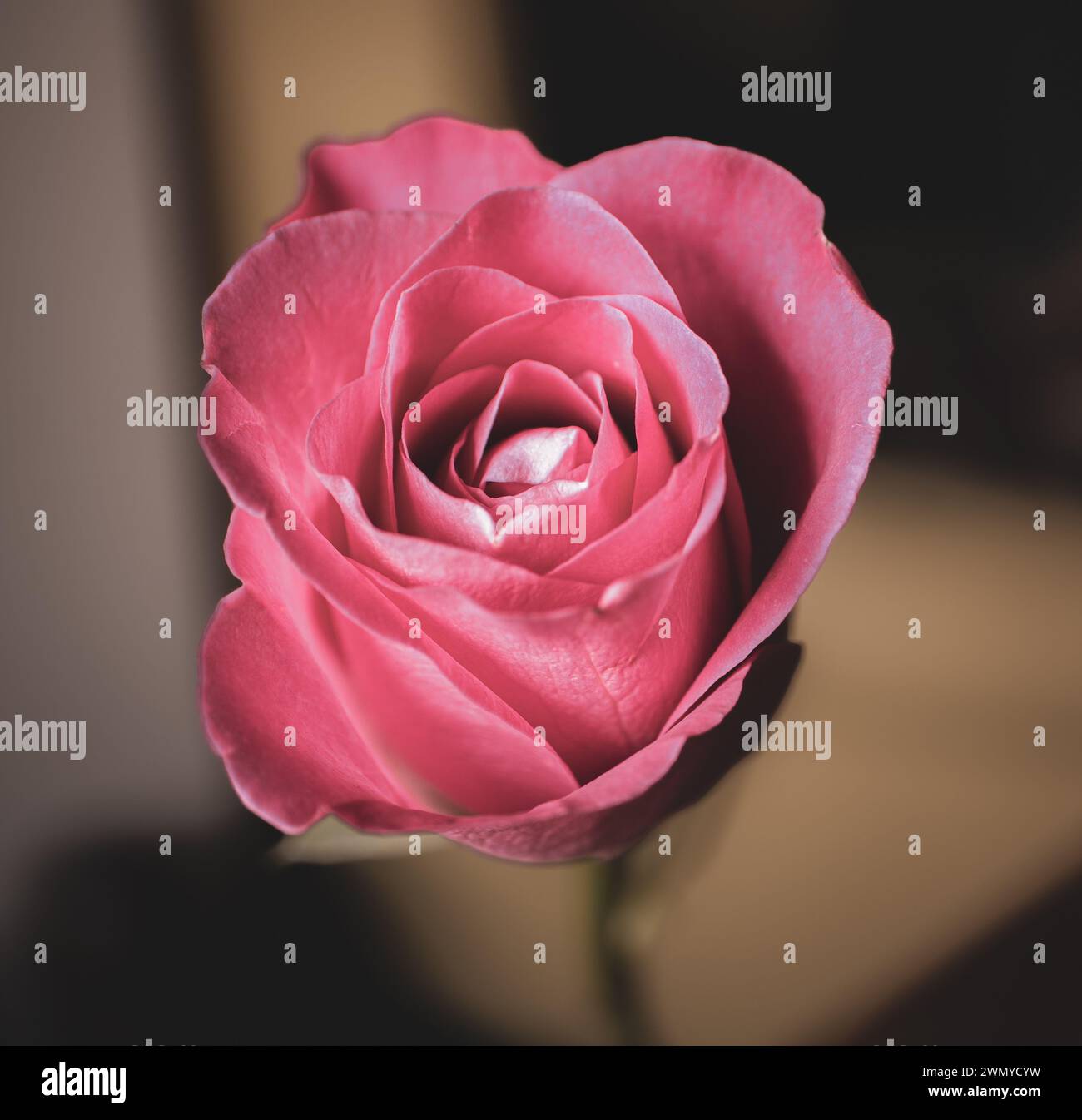 Soft red rose hi-res stock photography and images - Alamy