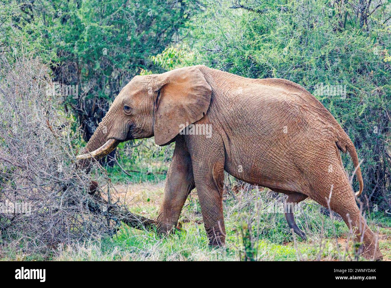 Kenya, Laikipia County, dry shrubby savannah, African Savanna Elephant ...