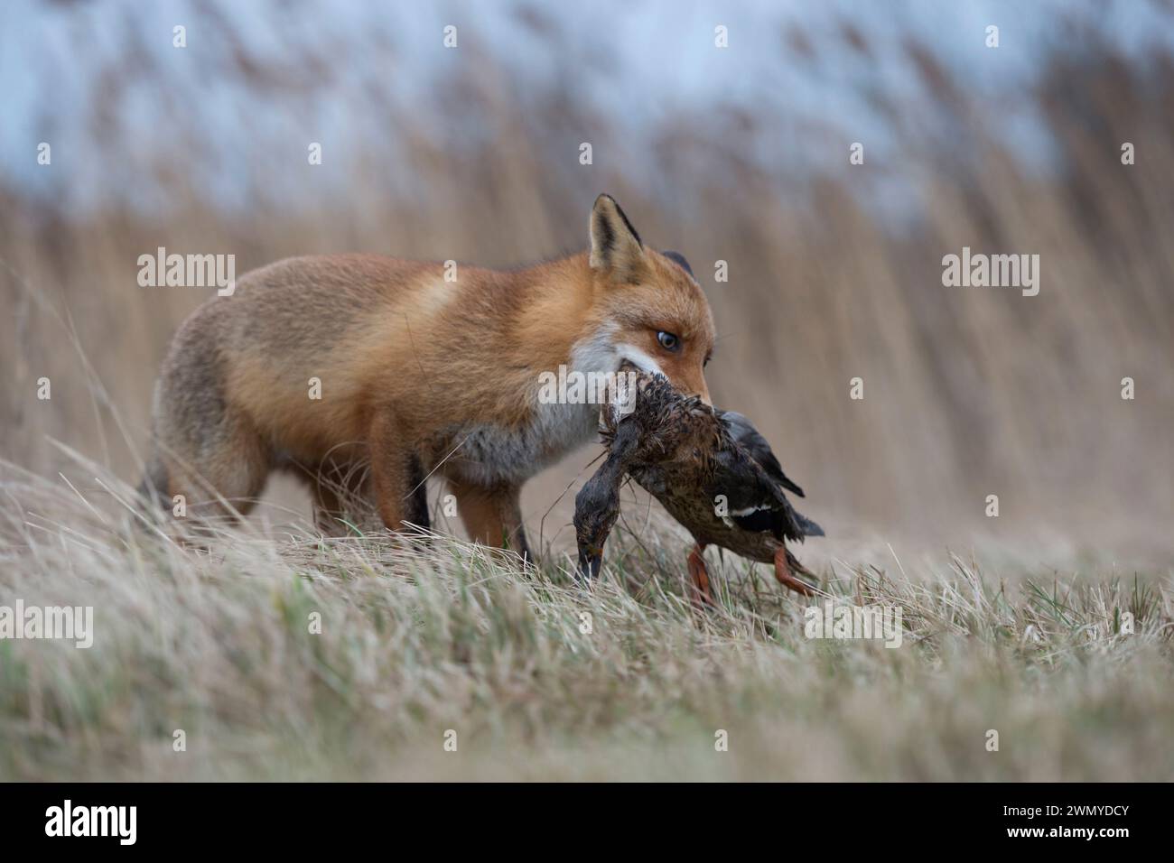 Red Fox ( Vulpes vulpes ) hunting, with prey in its muzzle, grabbed a duck with its jaws ...