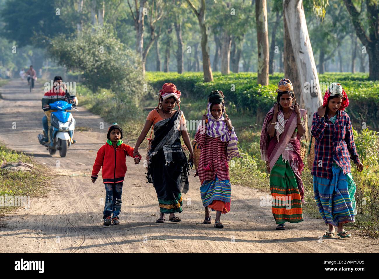 India, Assam, Jorhat tea pluckers in the Puroni Bheti tea estate Stock ...