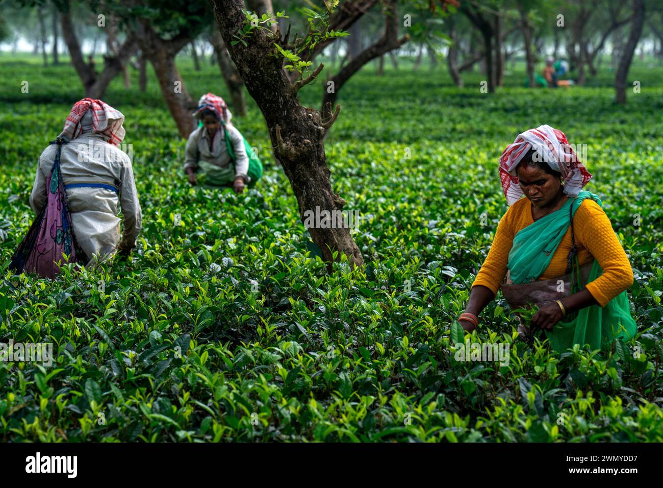 Jorhat assam tea plantation india hi-res stock photography and images ...