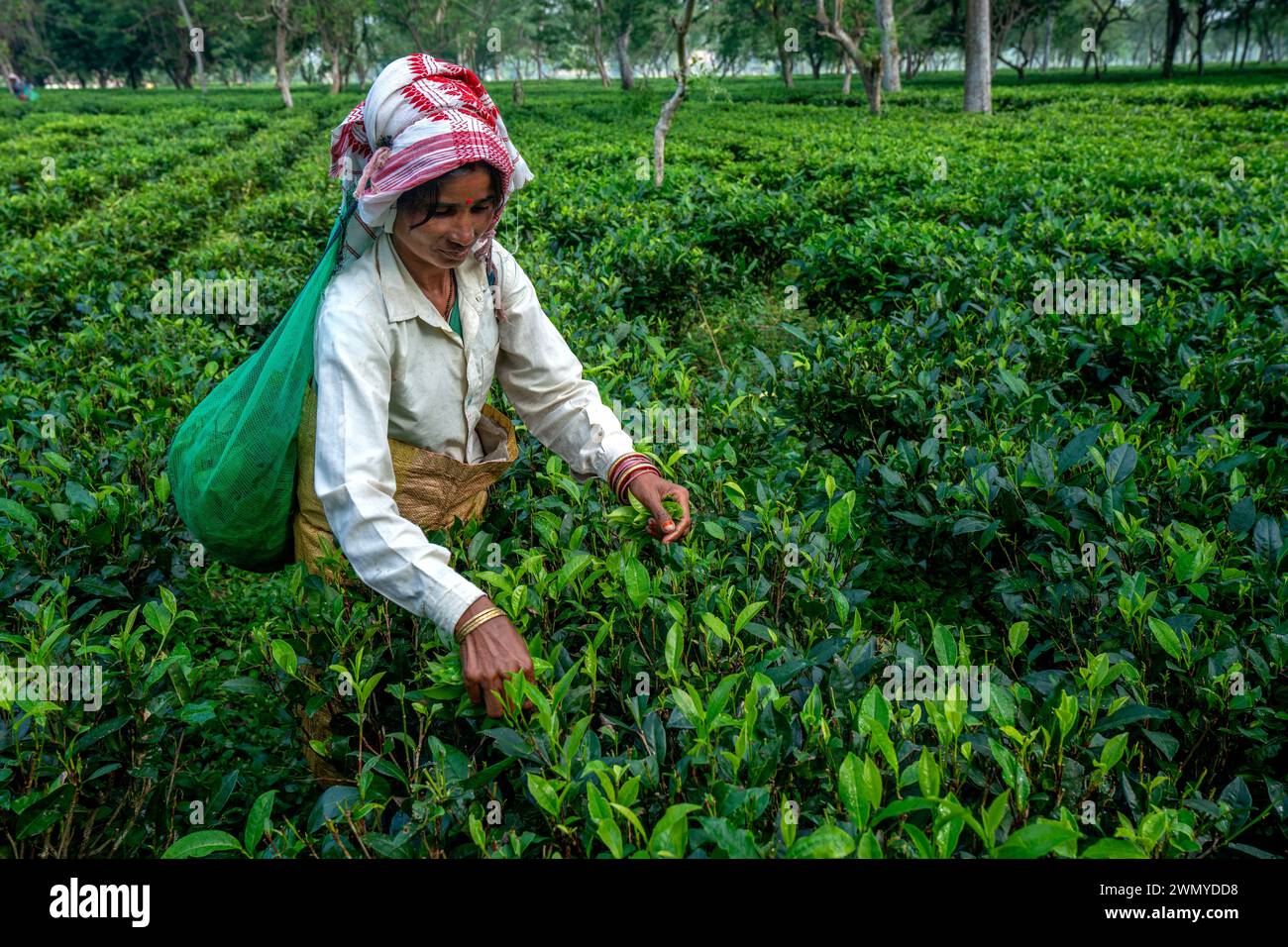 Jorhat assam tea plantation india hi-res stock photography and images ...