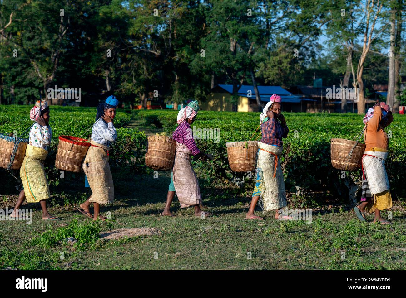 Jorhat assam tea plantation india hi-res stock photography and images ...