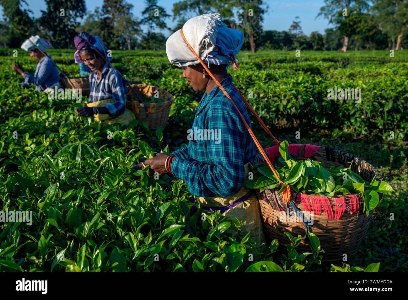 Jorhat assam tea plantation india hi-res stock photography and images ...