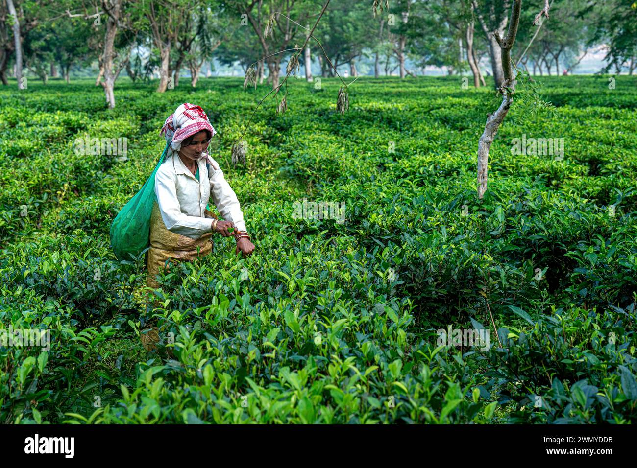 Jorhat assam tea plantation india hi-res stock photography and images ...