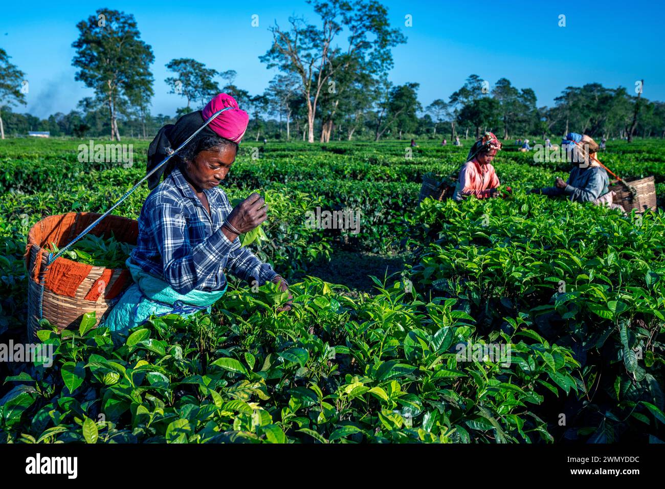 Jorhat assam tea plantation india hi-res stock photography and images ...