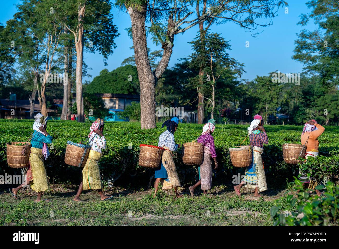 Jorhat assam tea plantation india hi-res stock photography and images ...