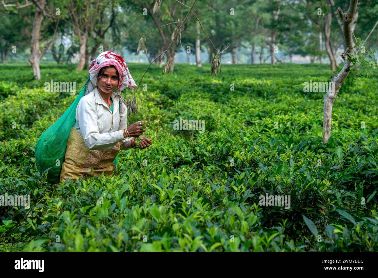Jorhat assam tea plantation india hi-res stock photography and images ...
