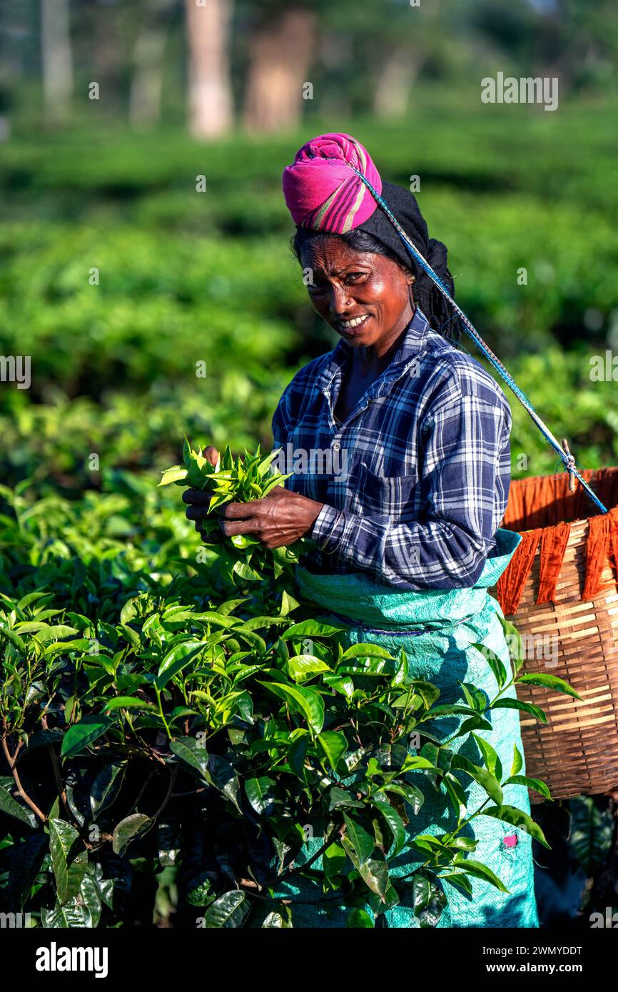 Jorhat assam tea plantation india hi-res stock photography and images ...
