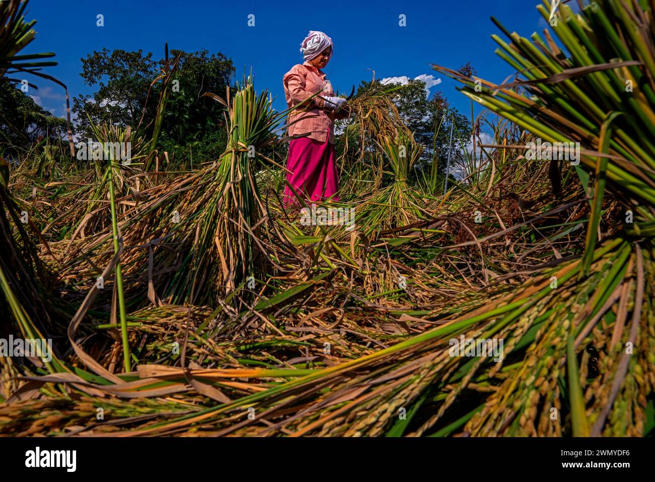 India, Assam, Majuli island, rice cropping Stock Photo - Alamy