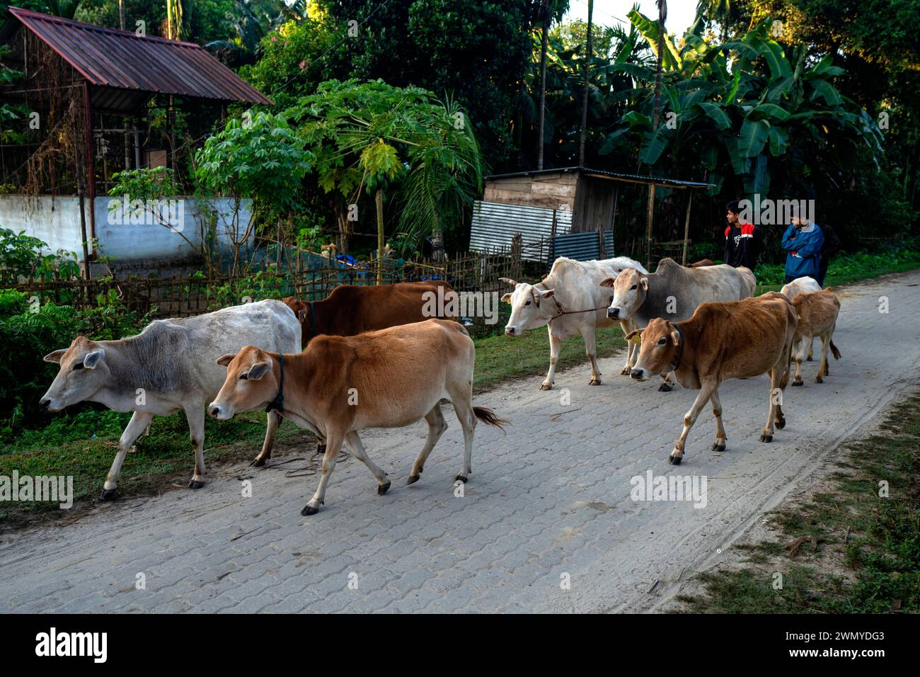 India, Assam, Majuli island Stock Photo - Alamy