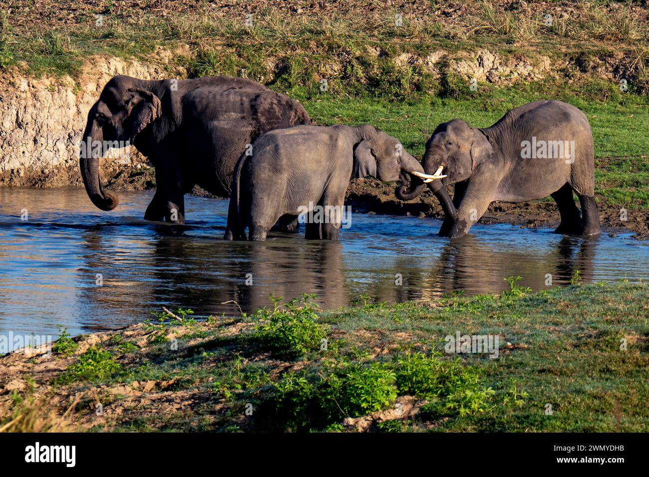 India, Assam, Kaziranga Park, elephants Stock Photo - Alamy