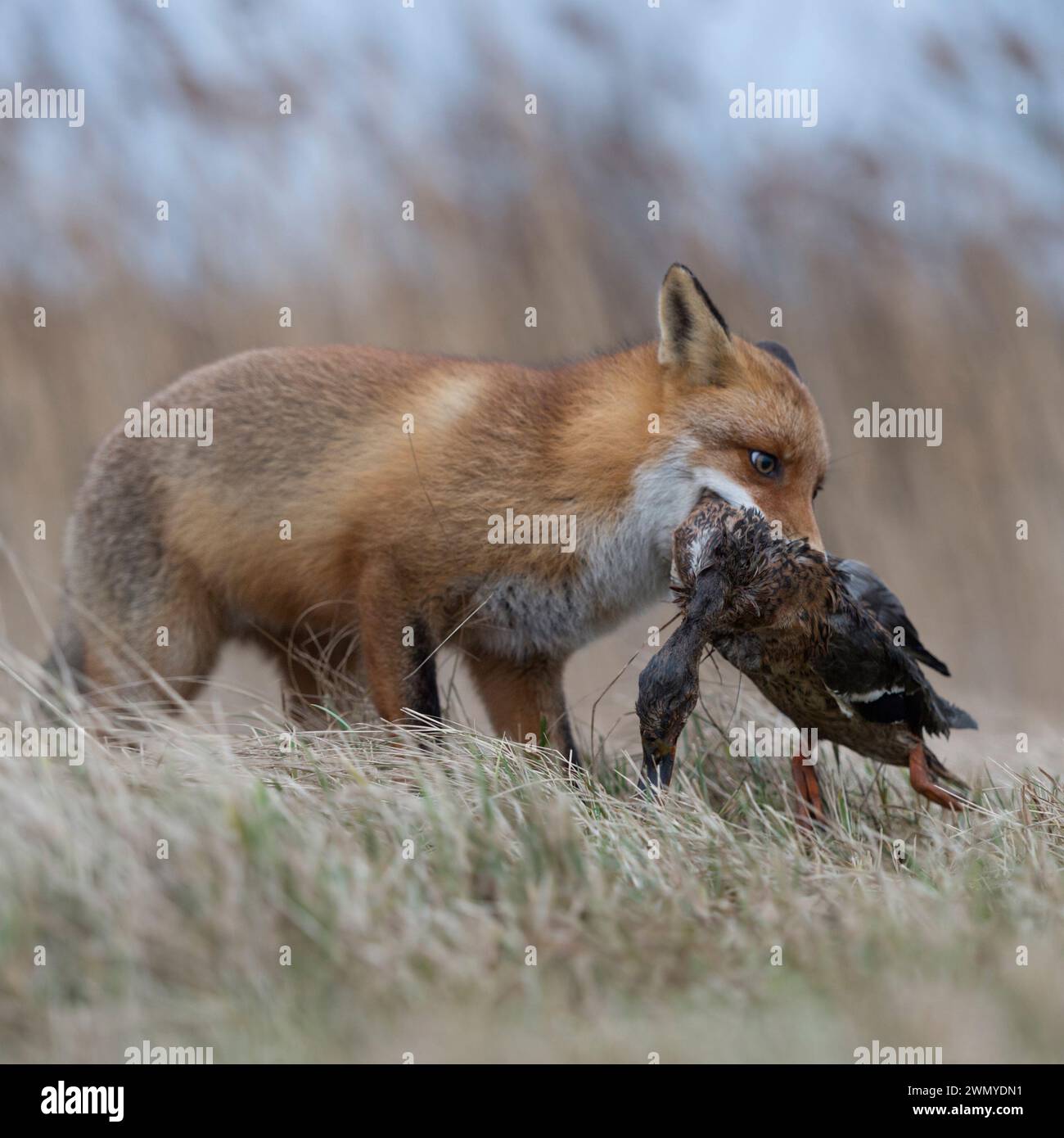 Red Fox ( Vulpes vulpes ) hunting, with prey in its muzzle, grabbed a ...