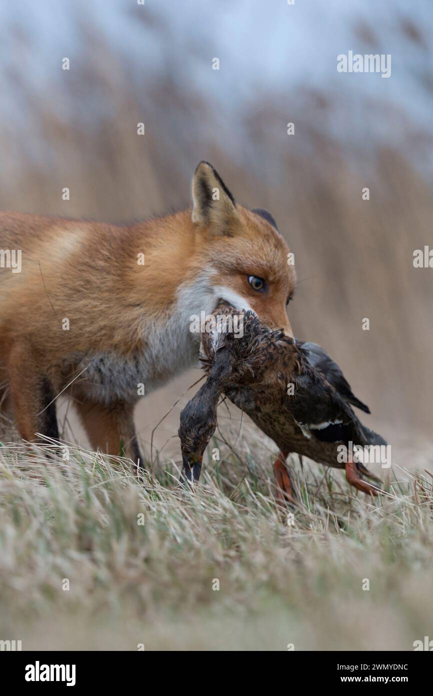 Red Fox ( Vulpes vulpes ) hunting, with prey in its muzzle, grabbed a duck with its jaws ...