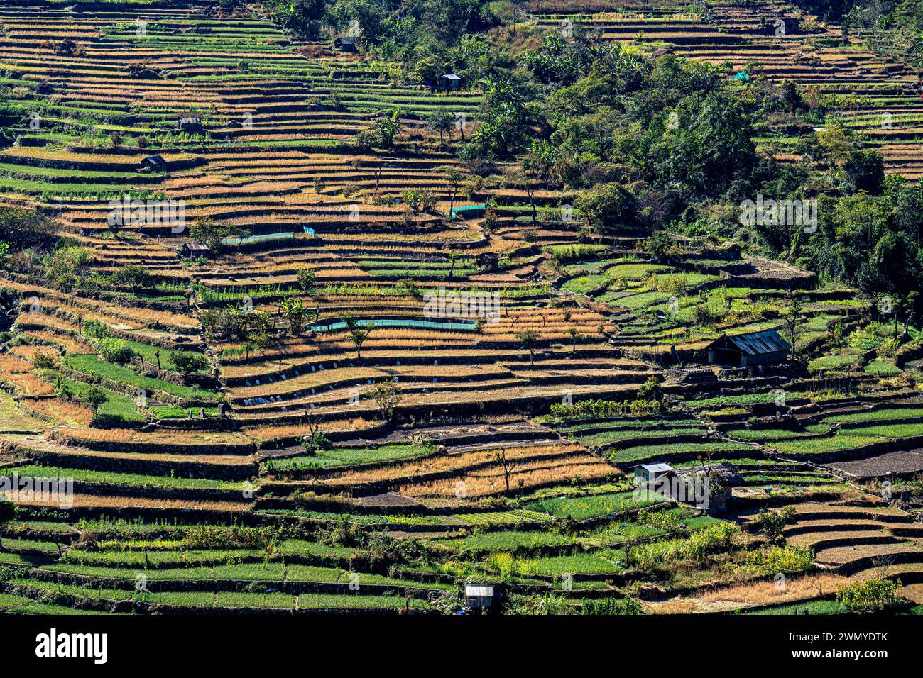 India, Nagaland, tribal Naga village of Khonoma, paddy fields in yellow ...
