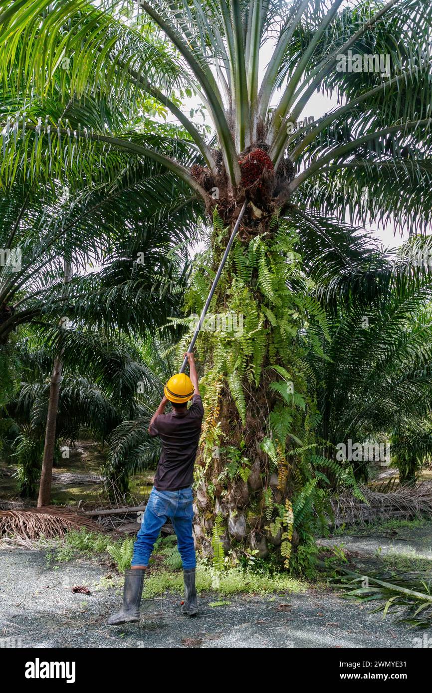Malaysia, Borneo, Sabah, Sandakan, oil palm plantation, harvesting ...