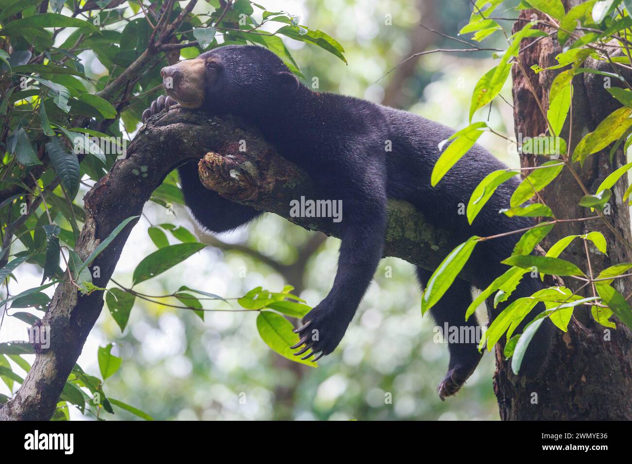Malaysia, Borneo, Sabah, Sepilok Rehabilitation Center, Rescue and ...