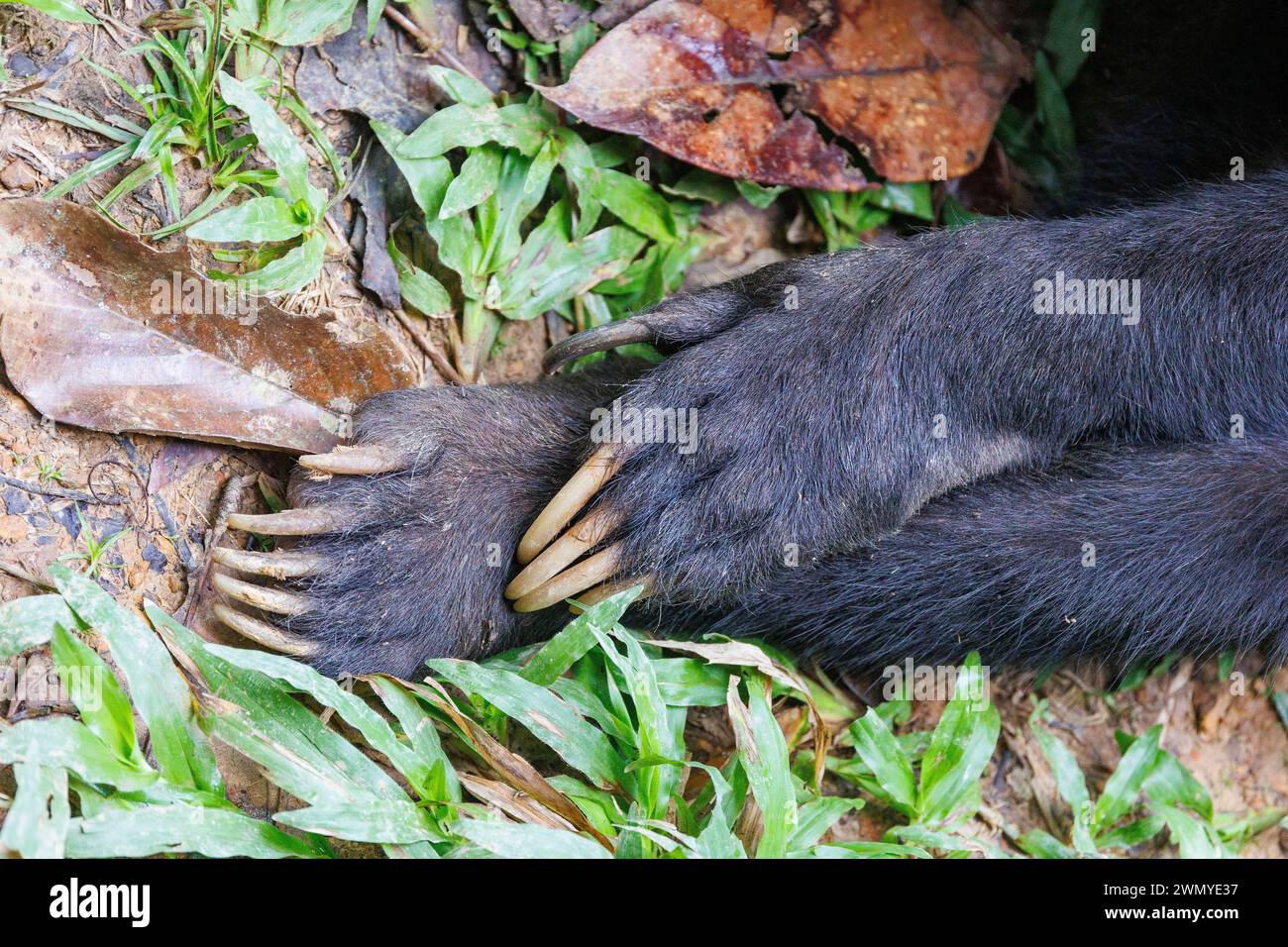 Malaysia, Borneo, Sabah, Sepilok Rehabilitation Center, Rescue and ...