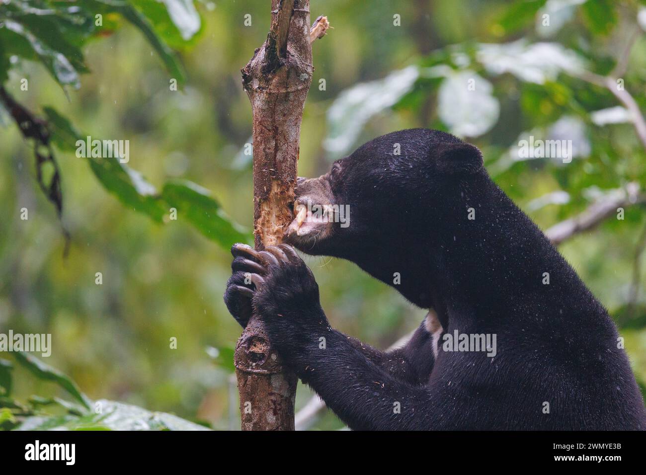 Malaysia, Borneo, Sabah, Sepilok Rehabilitation Center, Rescue and ...