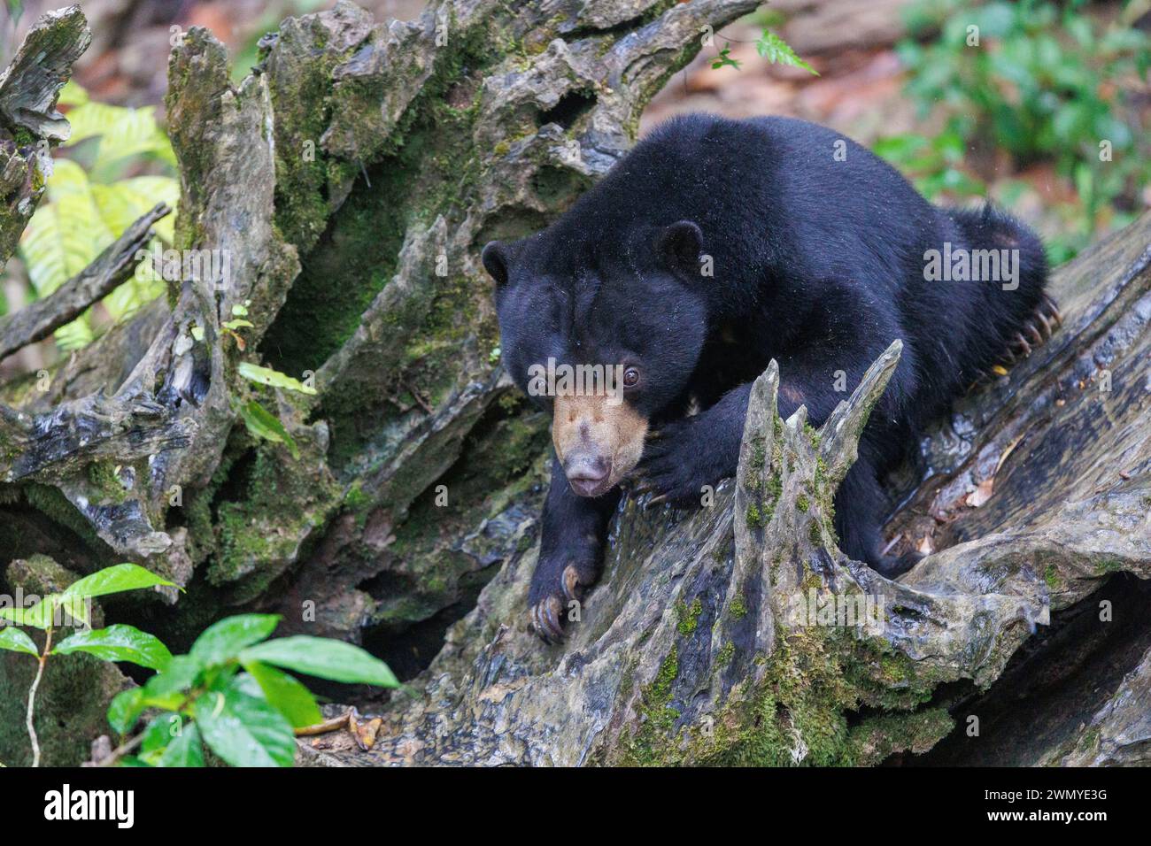 Malaysia, Borneo, Sabah, Sepilok Rehabilitation Center, Rescue and ...
