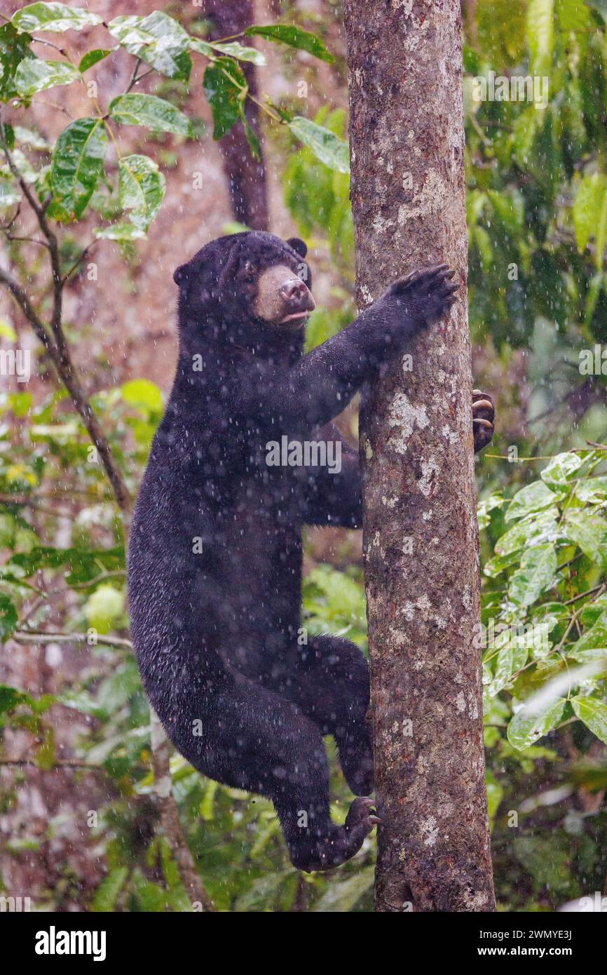 Malaysia, Borneo, Sabah, Sepilok Rehabilitation Center, Rescue and ...